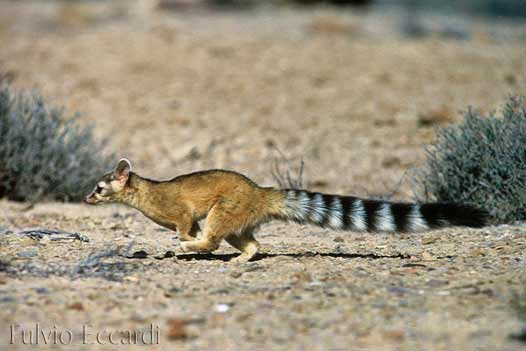 Michoacan Blog: Fauna de Michoacan