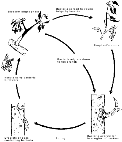 Eaton Rapids Joe: Fire Blight!