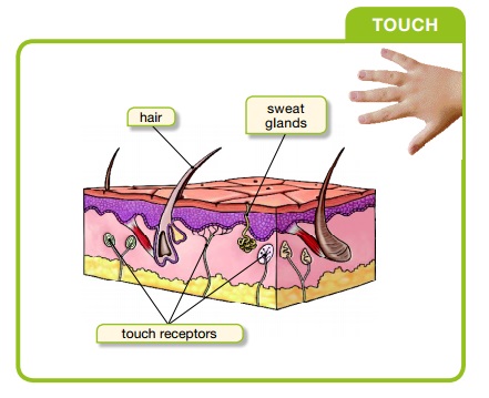 Never Stop Learning : The Senses and the Organs