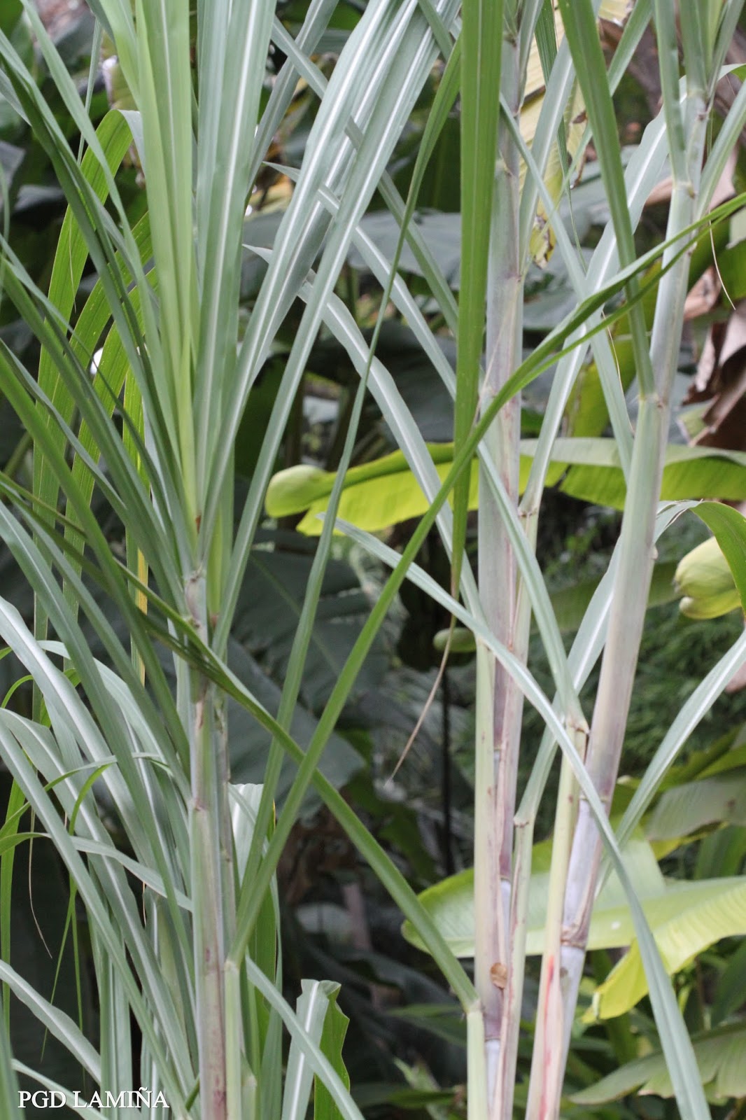 SACCHARUM OFFICINARUM. caña de azucar.