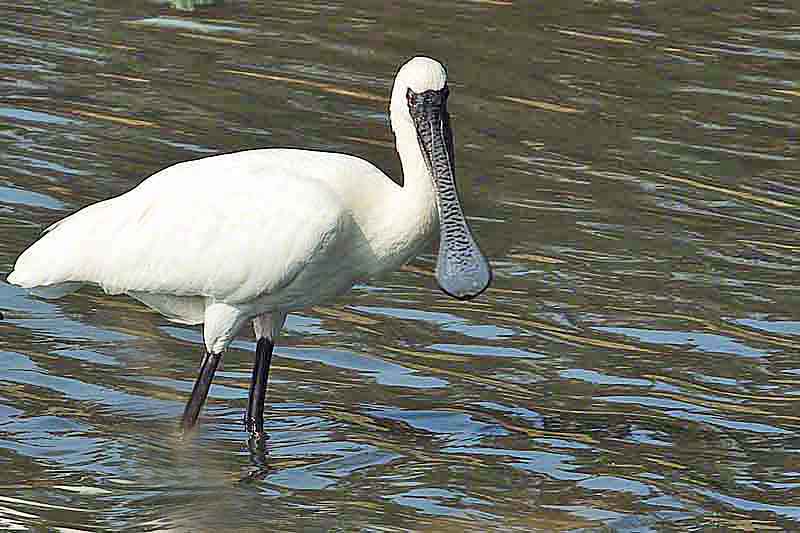 Ryukyu Life: Good - Bad - Ugly: Wild Bird Photography