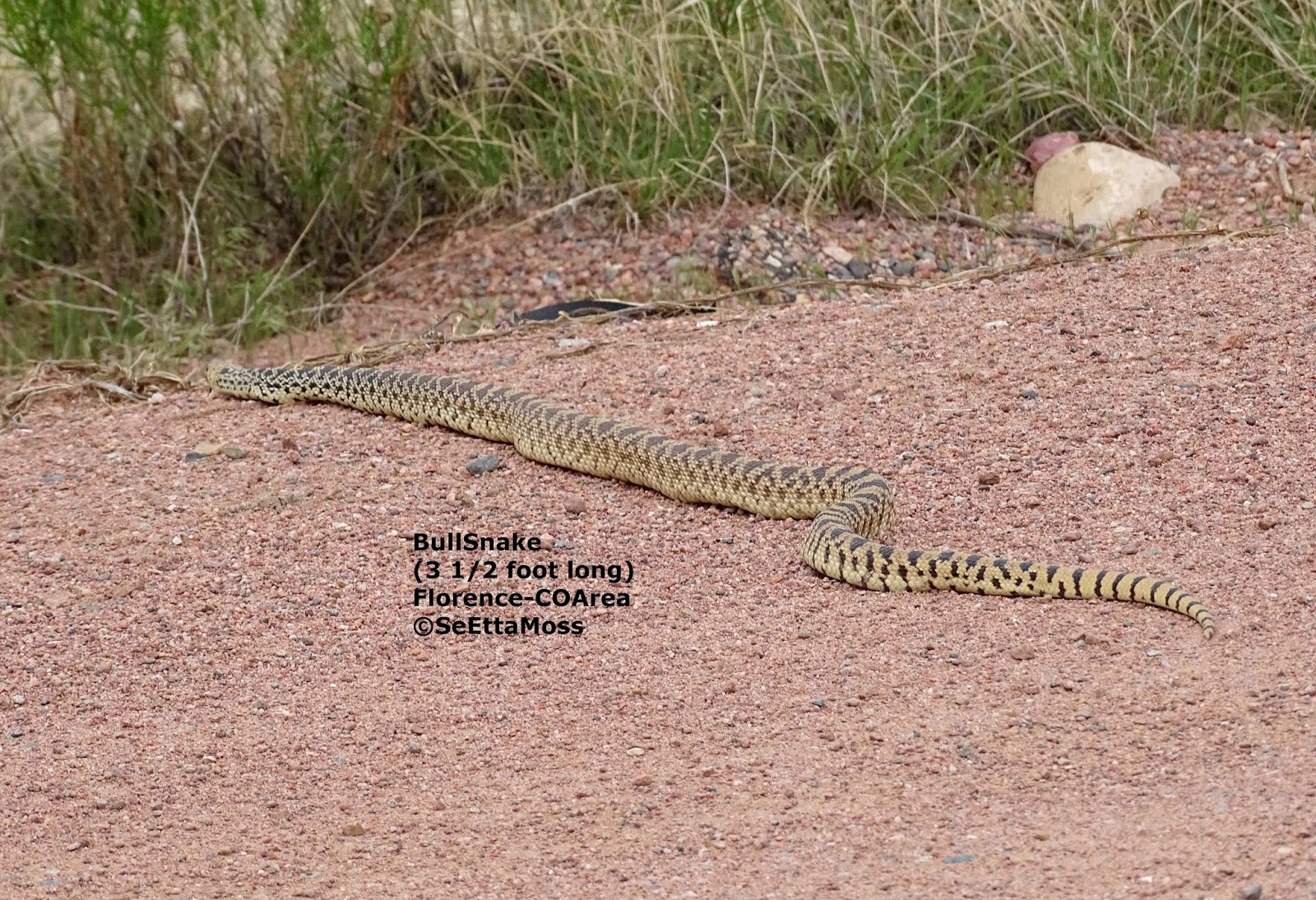 Big bull snake laying across road that I moved out of danger