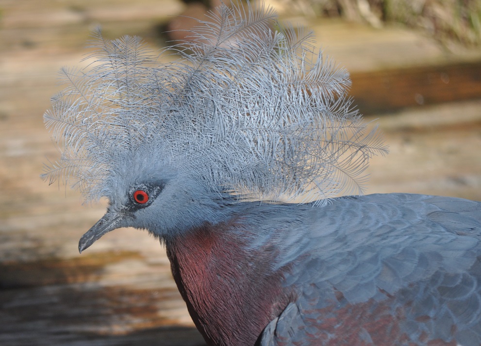ZOOTOGRAFIANDO (6.100 ANIMALS): GOURA DE SCLATER / SCLATER´S CROWNED ...