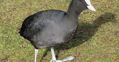 Plants, insects and animals: Coot
