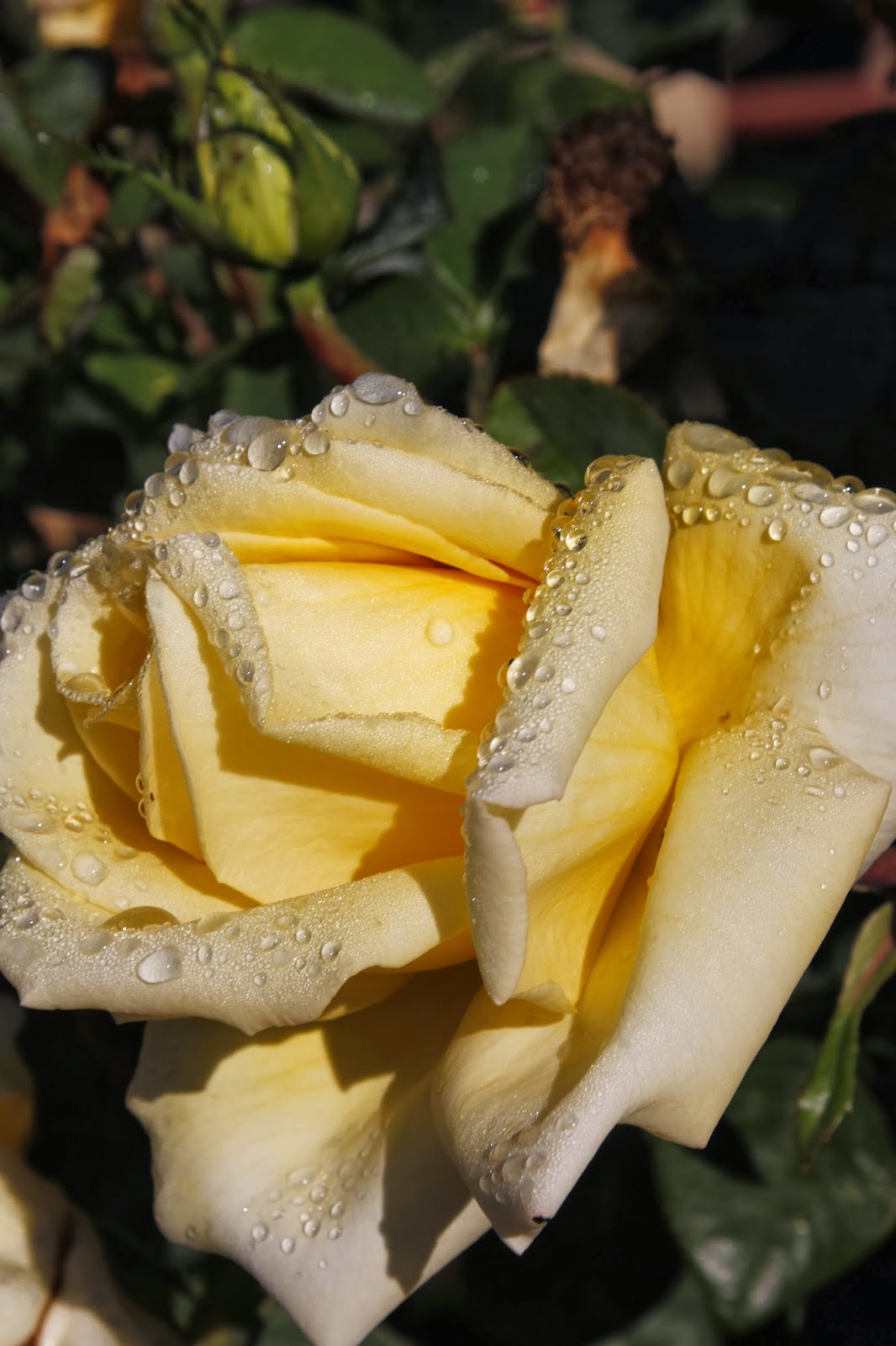 desert horses: Yellow roses at ranch~Today's Flowers~121513