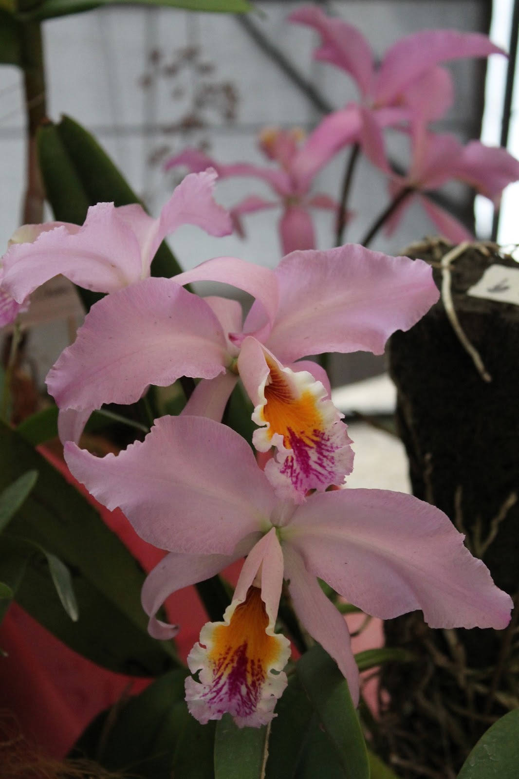 Lecturas, yantares y otros placeres: IV Exposición Nacional de ...