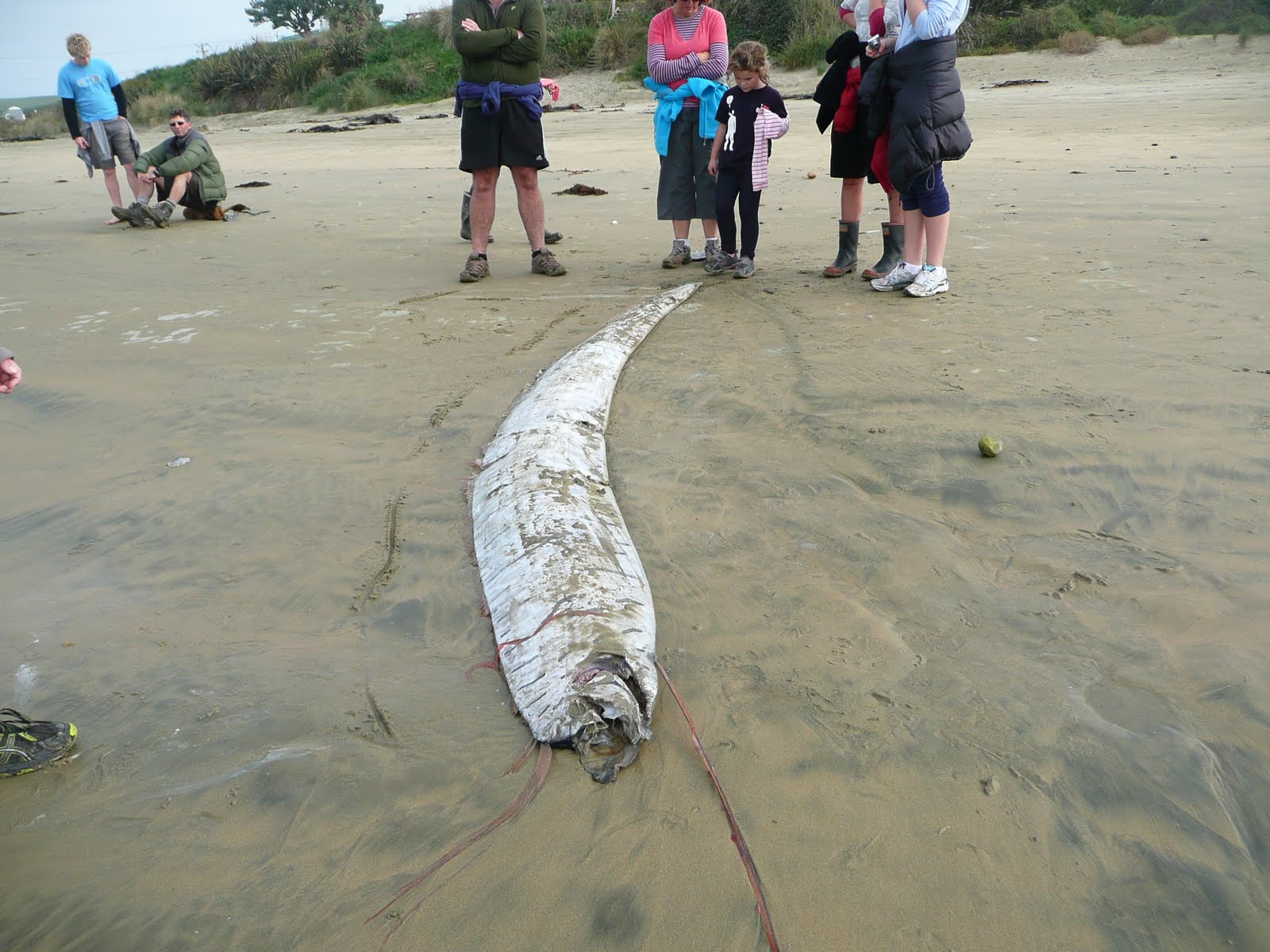 El pez remo (Regalecus glesne). | ElAntro