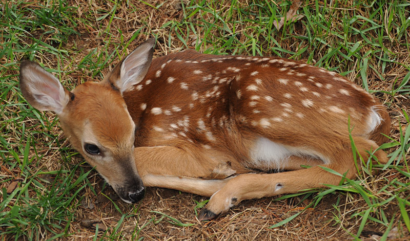 Wildwood Wildlife Park: White-tail Fawn Wildwood's Newest Park Addition