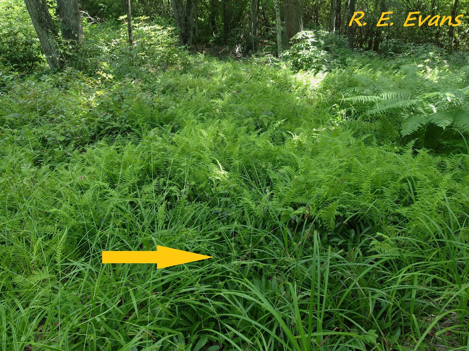 NC Plant Conservation & Beyond: 2016