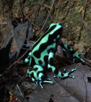 Costa Rica Rainforest Adventure: Poison frogs, bullet ants and chocolate!