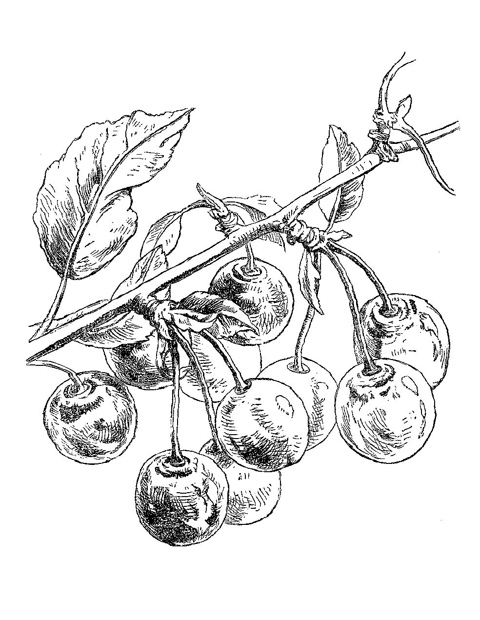 Digital Stamp Design: Free Cherry Branch Fruit Download Botanical Art Image