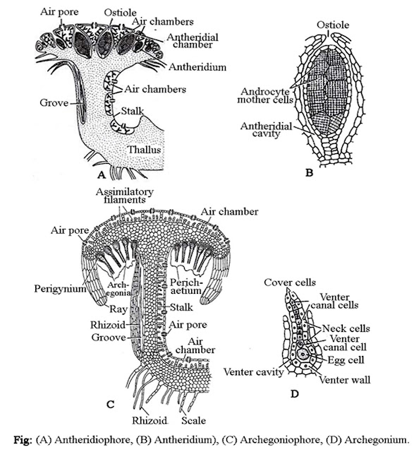 MARCHANTIA - CLASSIFICATION, STRUCTURE OF THE GAMETOPHYTE, REPRODUCTION ...