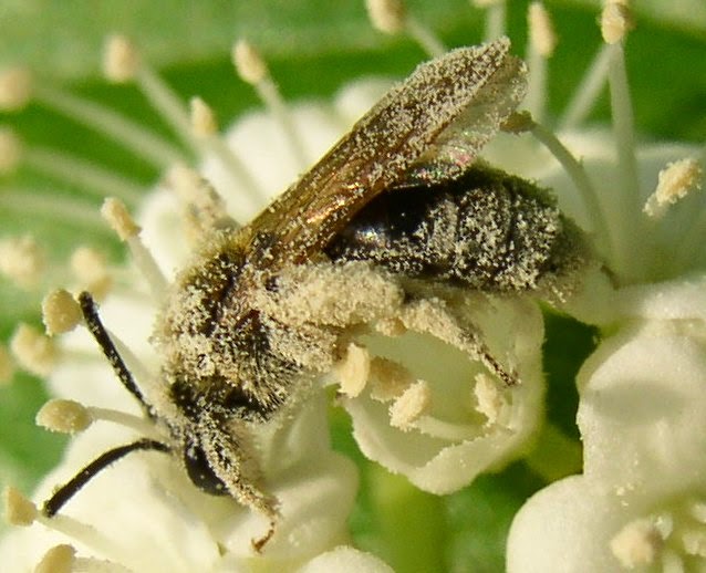 Pollinators: Sticky Pollen