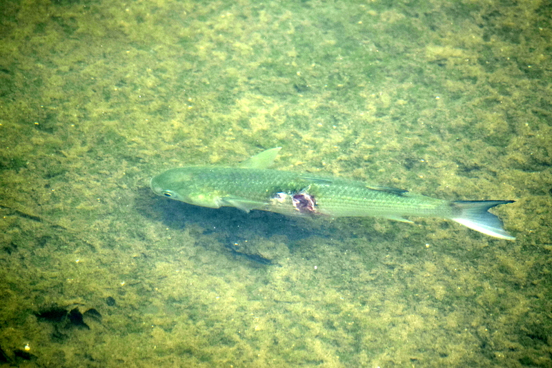 Singapore Wild Animals: Mullets