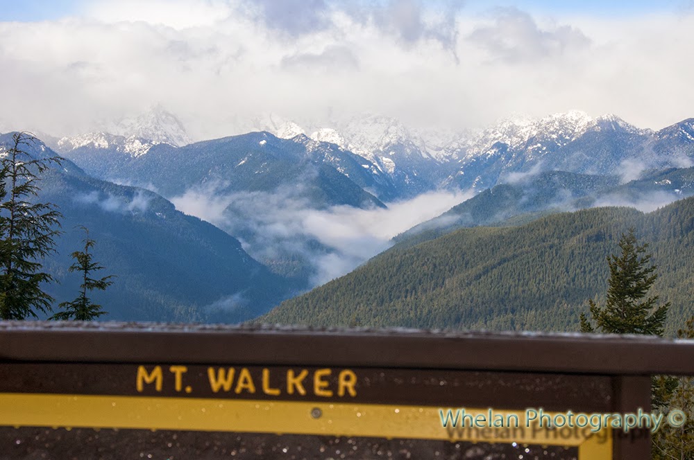 Walks with Moss: Mount Walker, same driver, much better ride