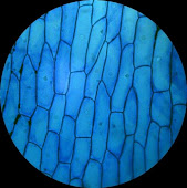 PLANIFICACION CLASES DE BIOLOGIA