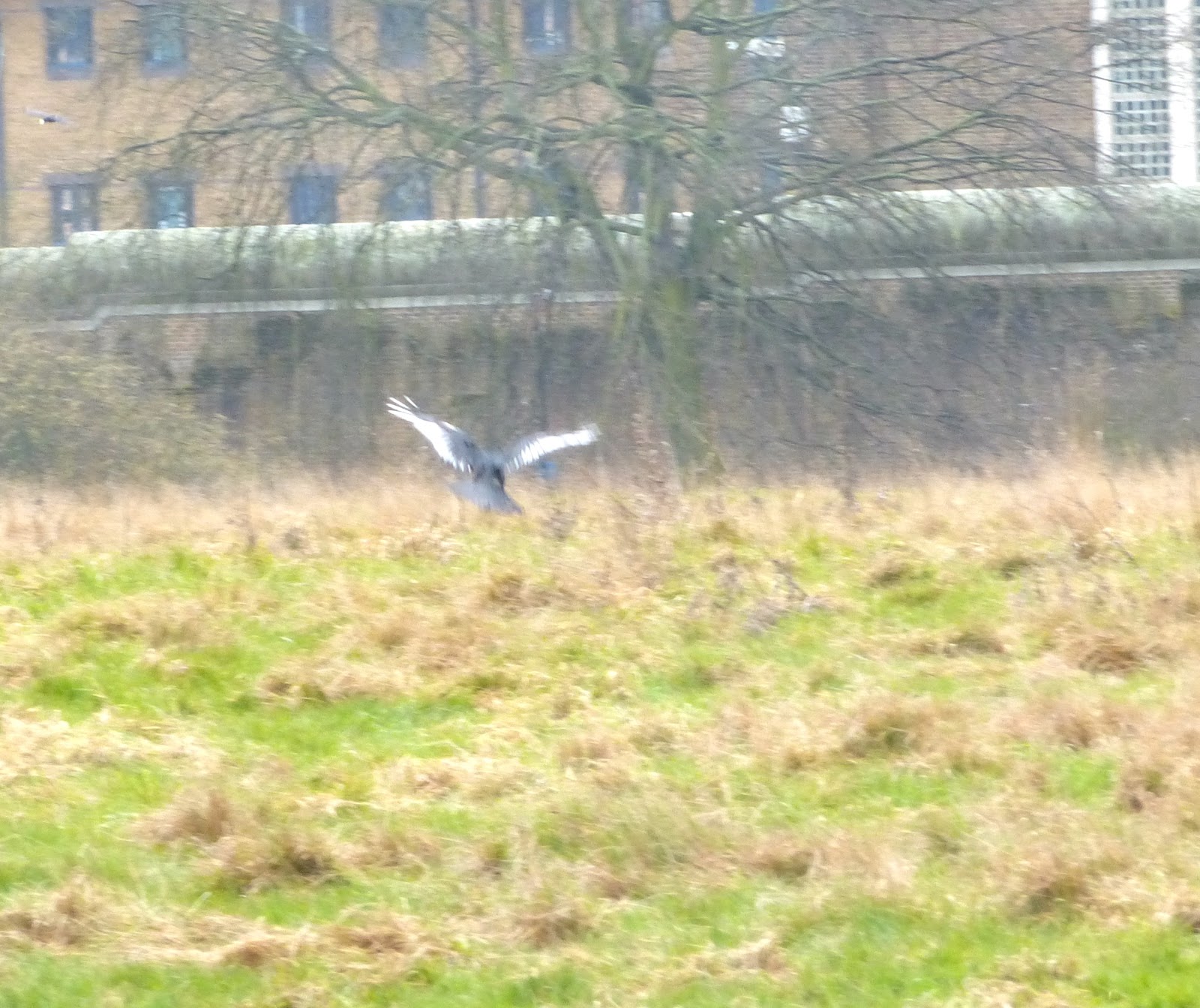 White-winged Crow - new to science? - The Urban Birder