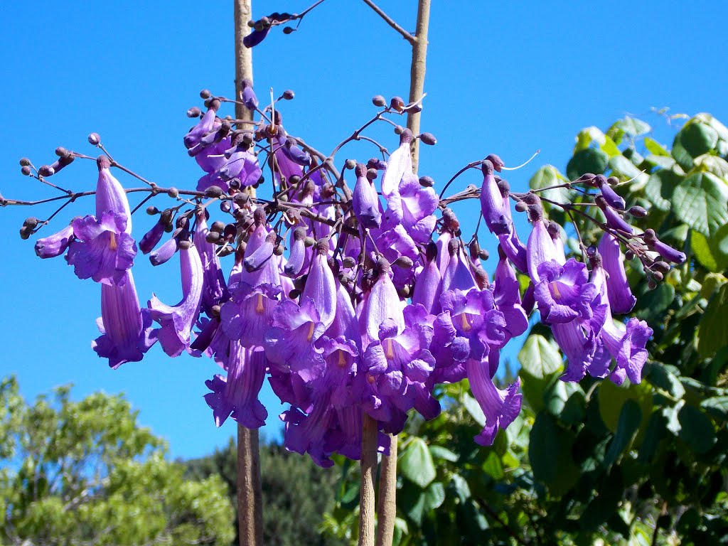 Curiosidades Vegetais: A carobinha
