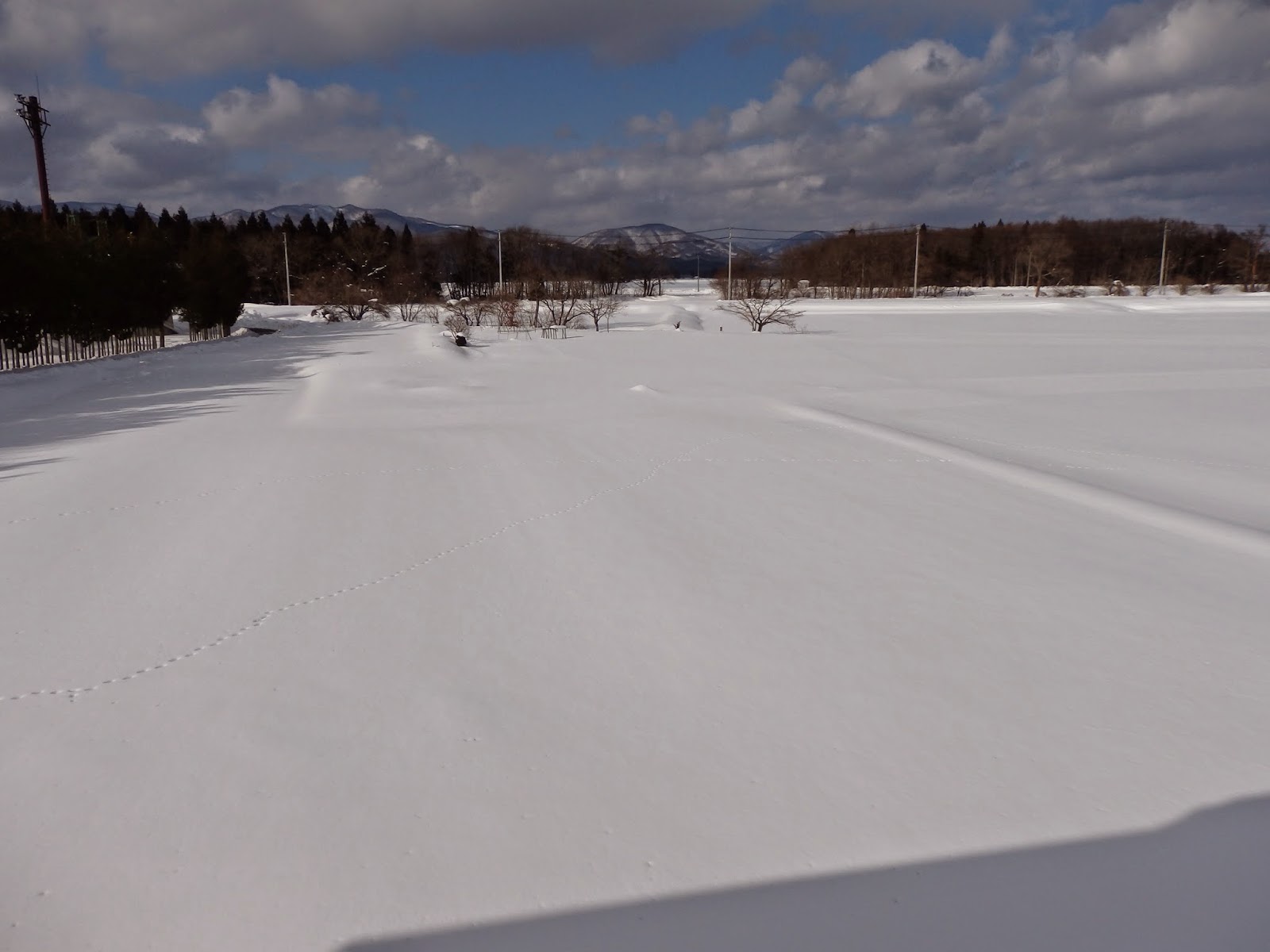 森のともだち: 雪の原