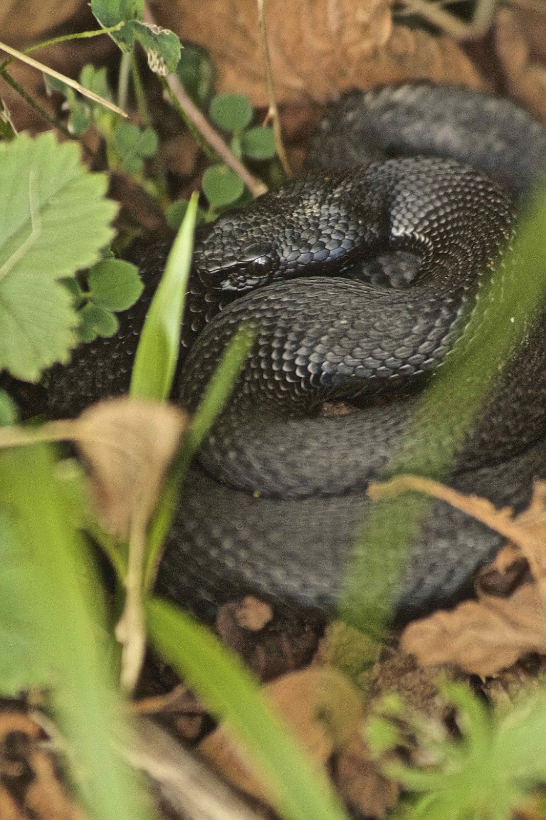 naturaleza en asturias: Víboras