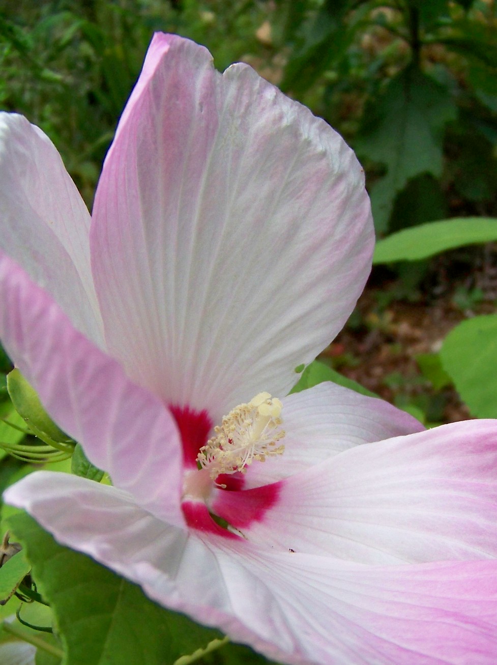 Outside Clyde: Hi Biscus