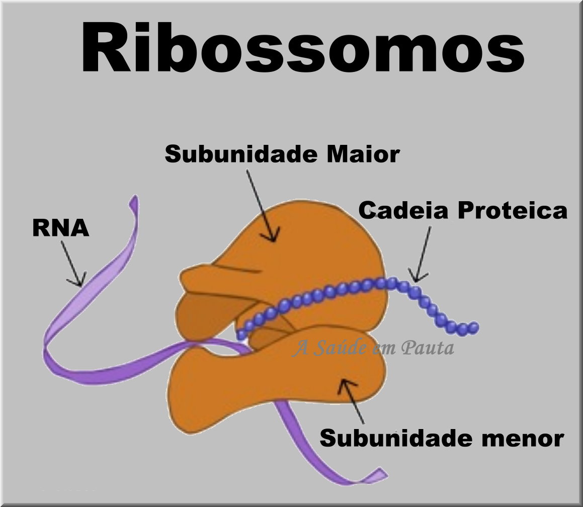 Ribosomas Estructura