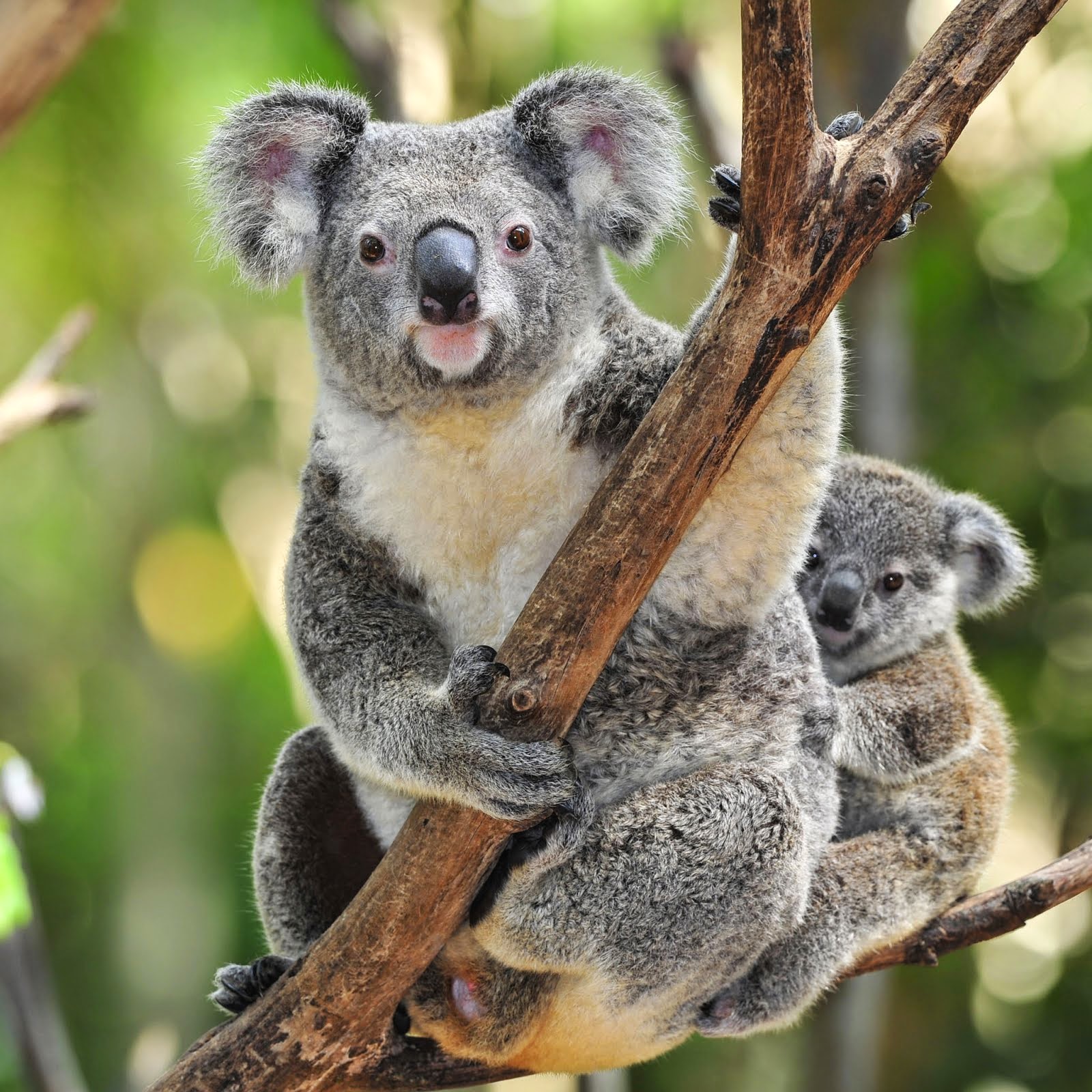 Koala: Hur ser en koala ut