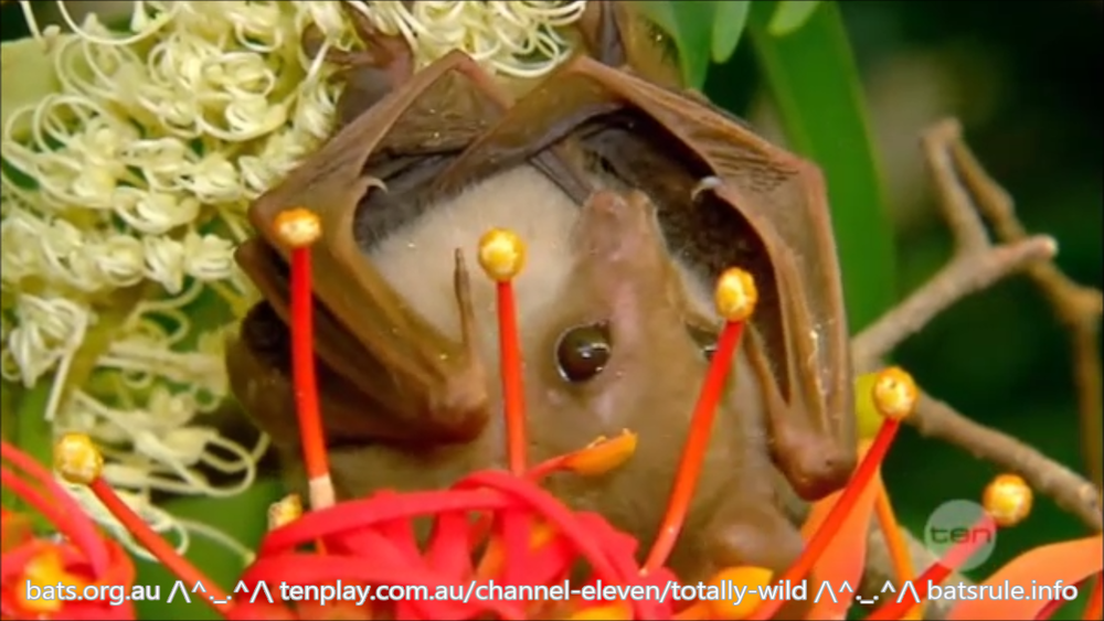 Rehab | Blossom and Totally Wild | Megabat in care Common blossom bat ...