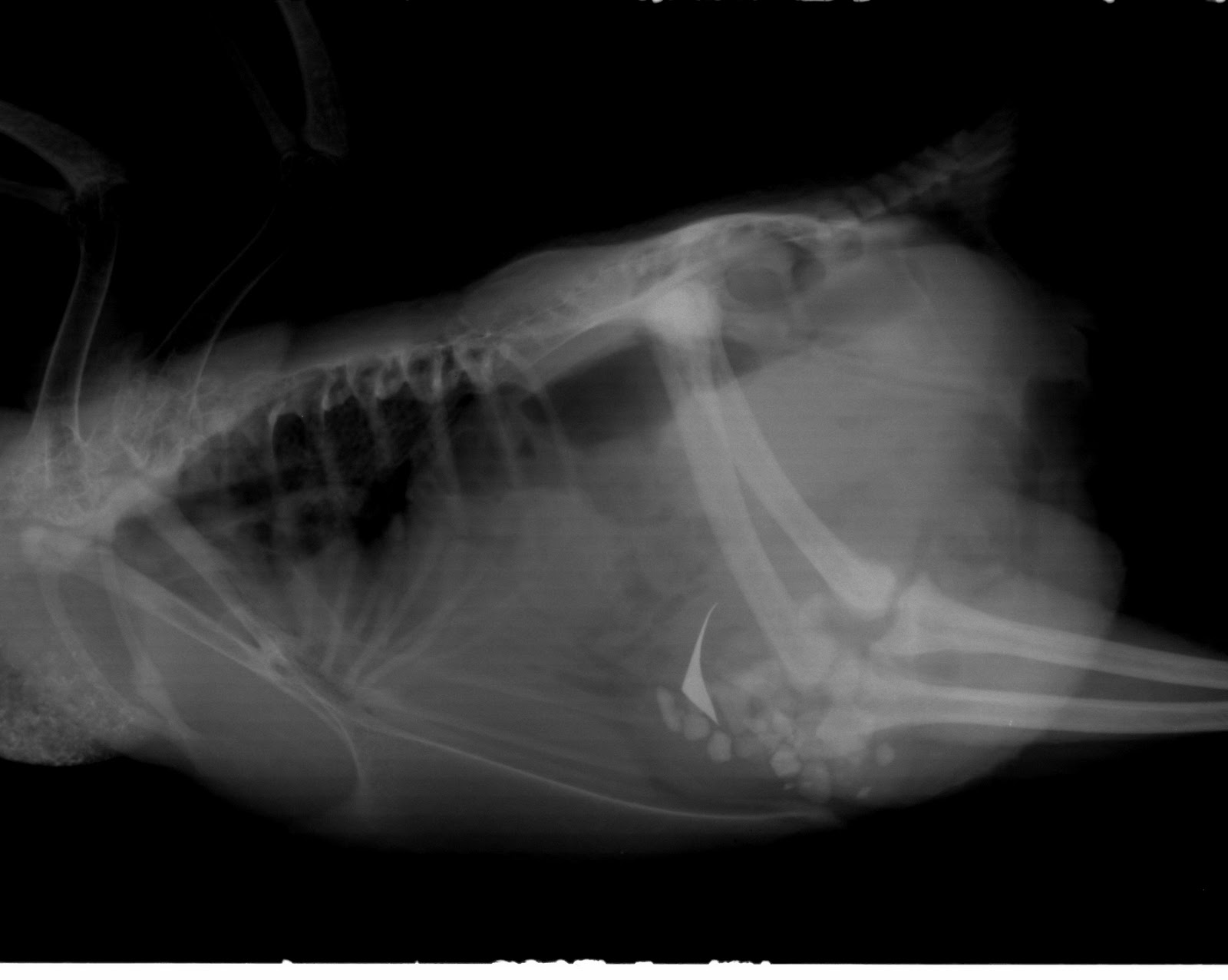 Winona Farms: The Indesctructable Chicken