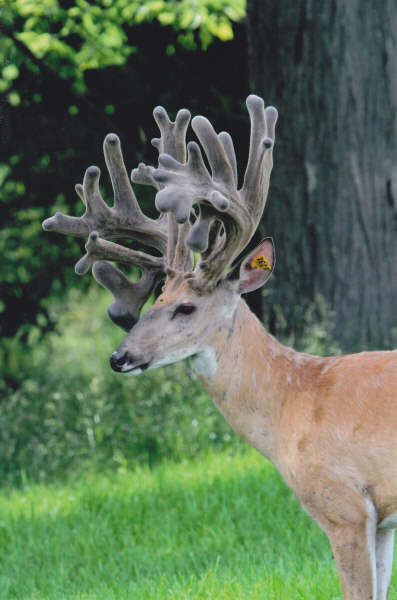 Charles "Deer Man" Black: X-Factor and Friends Watch 'Em Grow Week 7