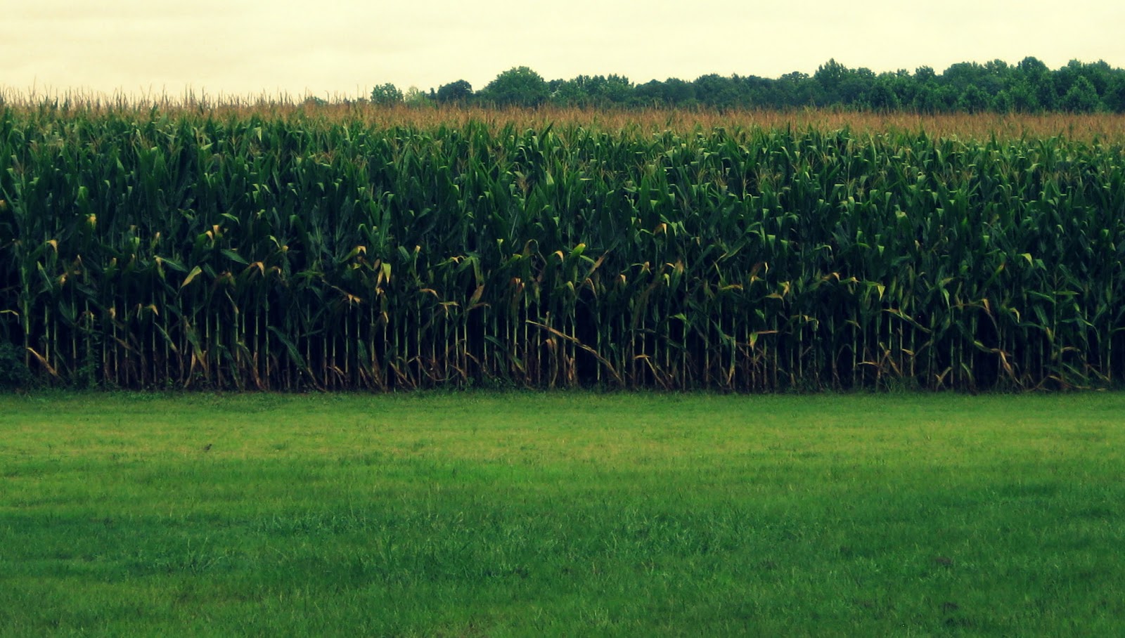 RURAL GEORGIA ROAD TRIP | Suzanne MacCrone Rogers • Italian Girl in ...