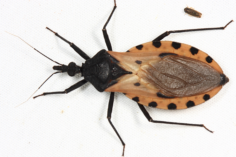 Triatoma dimidiata. ¿Lo conoces?