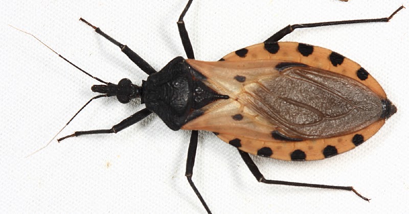 Triatoma dimidiata. ¿Lo conoces?