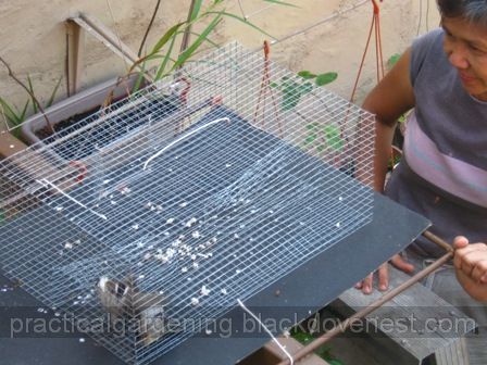 Practical Gardening: Homemade Bird Trap - Build Plans & Specs DIY