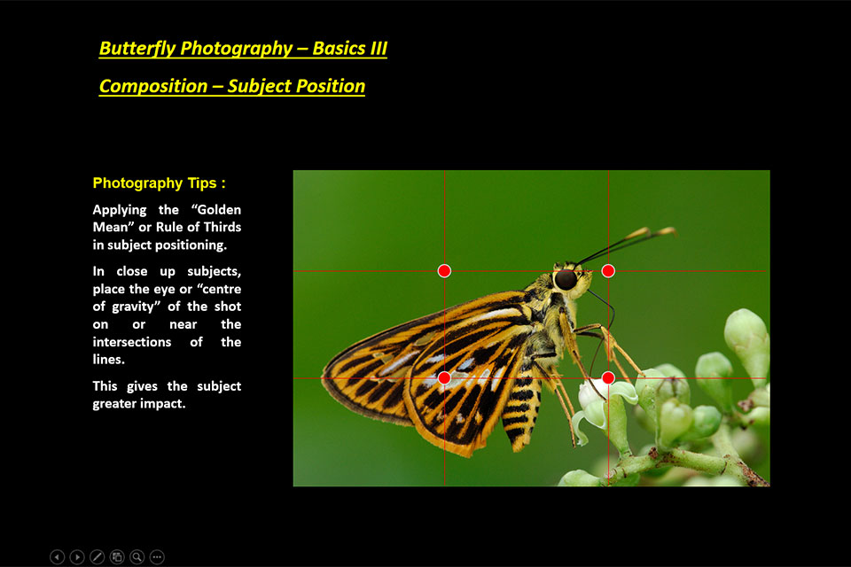 Butterflies of Singapore: Aug 12, 2017