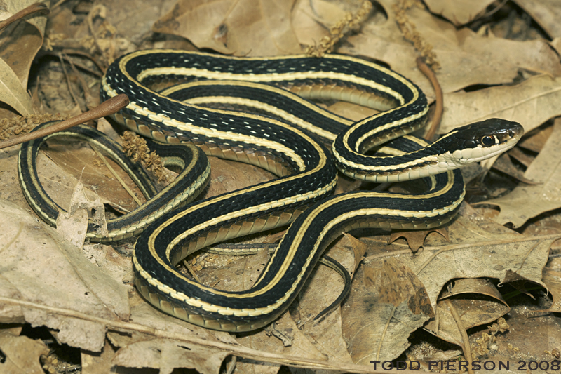 Life is short, but snakes are long: What the State Snakes Should Be: Part I