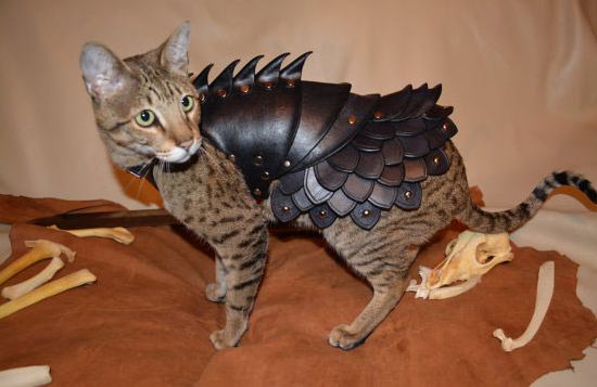 Eye on a Crazy Planet: For your badass cat: Cat Battle Armor