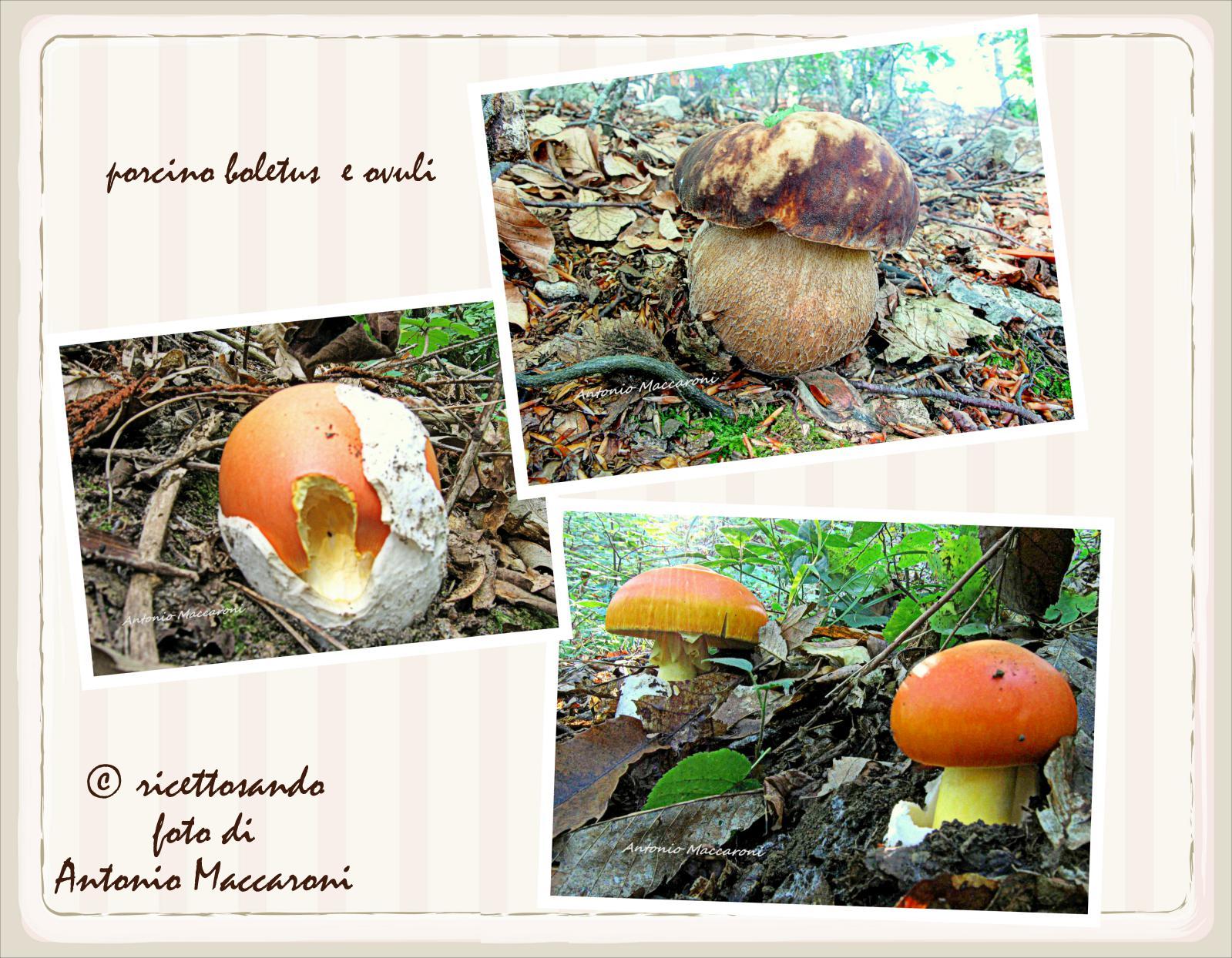 Ricettosando - ricette di cucina : ... E' nato un fungo