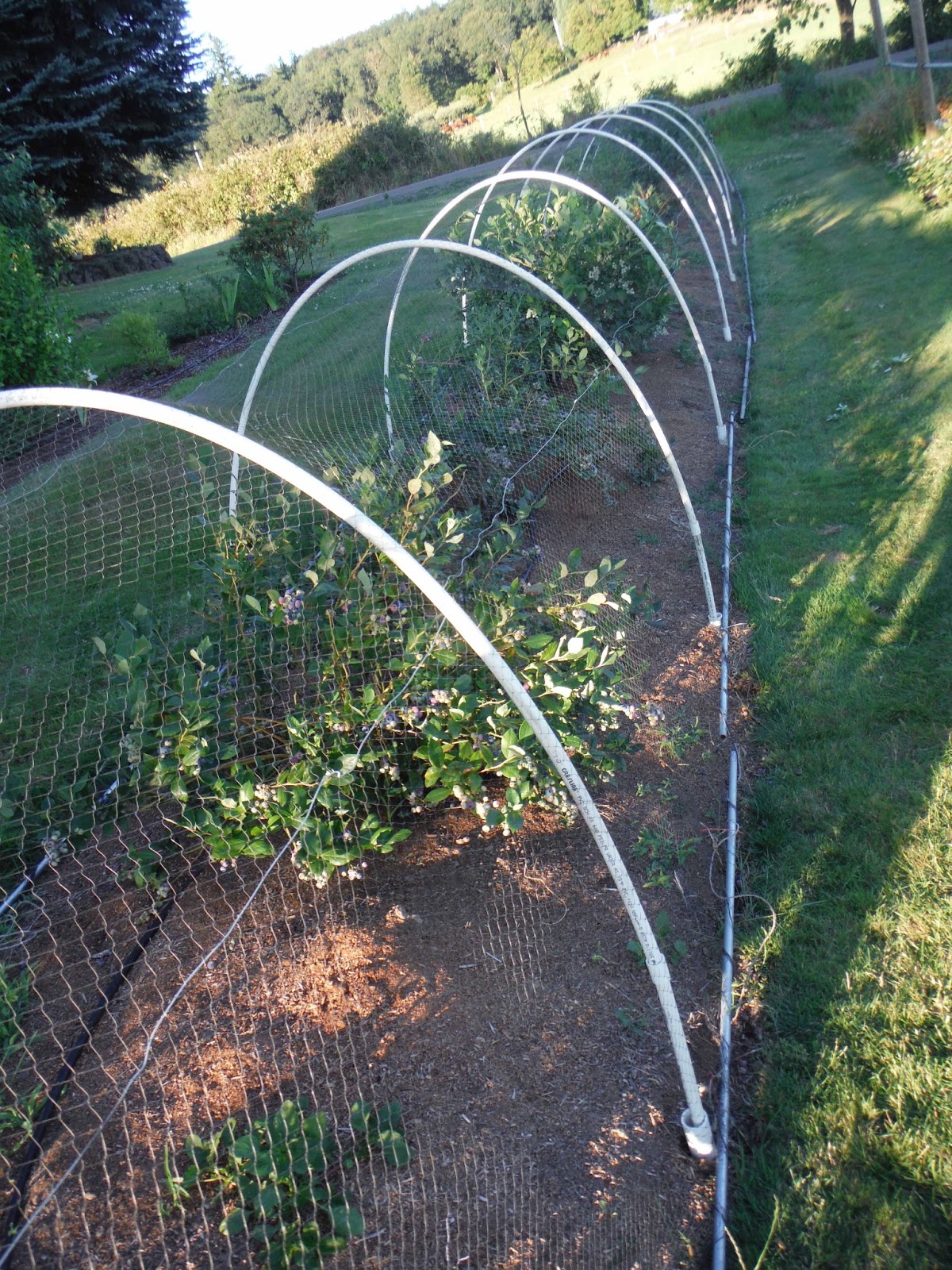 Little Farm by the Mount: How to Cover Blueberries