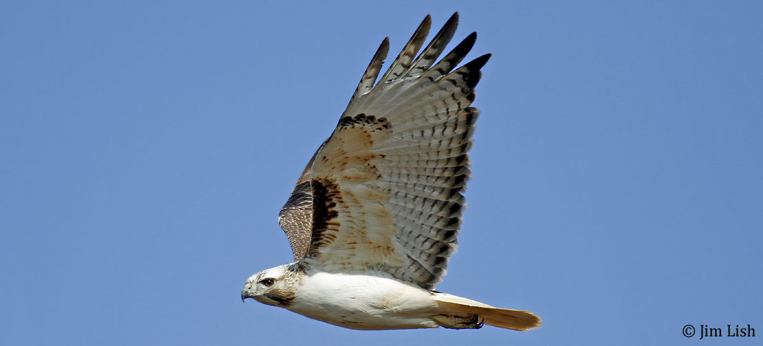 Raptor Identification and Photography: Red-tailed Hawk Patagial Marks
