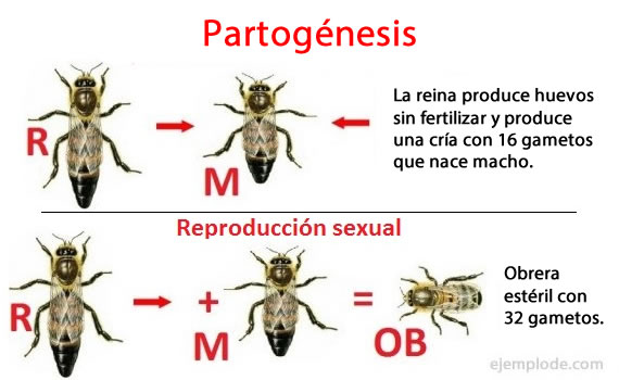 BIOLOGIA 2: Partenogènesis