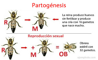 BIOLOGIA 2: Partenogènesis