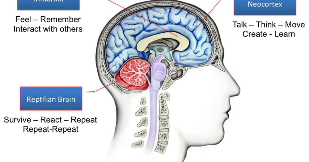 WORLD TIME LINE CHANNEL: Neocortex helped humans beliefs in religion ...