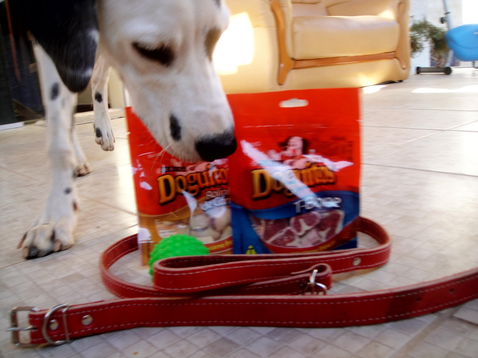 DAL`S LOVERS: Promoção "Kit Dálmata Feliz"