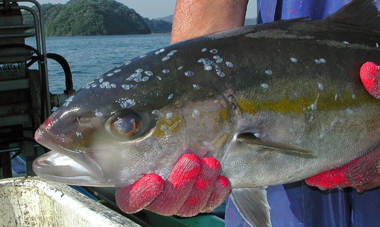 The Aquaculturists: 05/06/14: Automated scanner to count parasites in ...