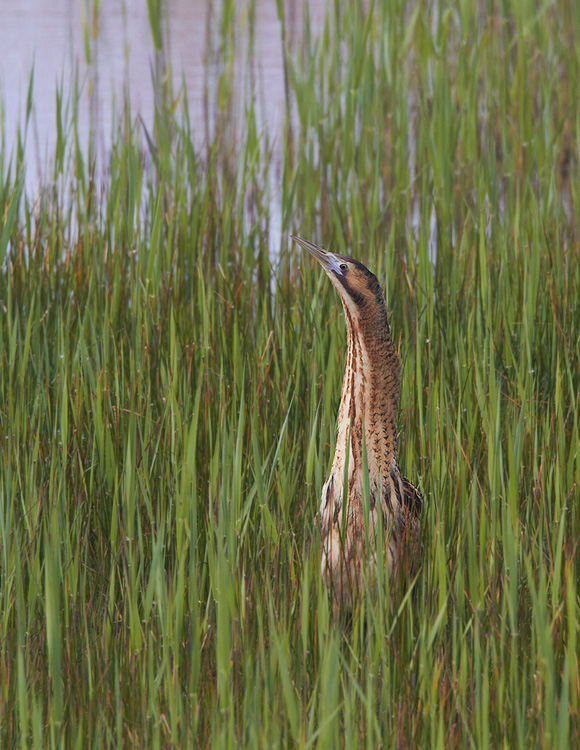 Wildlife Photography across the Water: Mini Trip Report pt 1 - RSPB ...