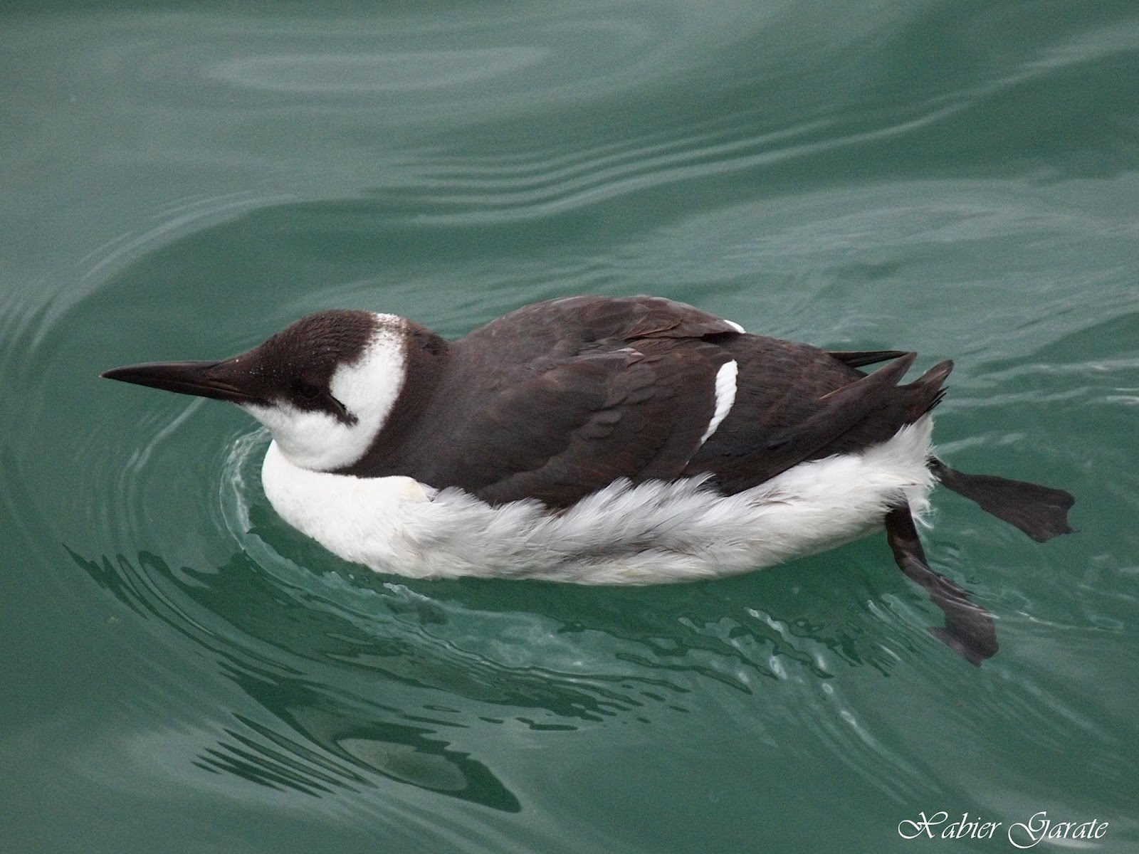 HEGAZTIKLIK: ARAO (Uria aalge)