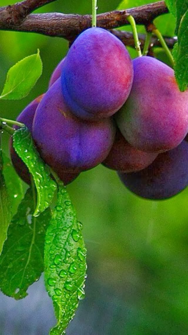 Shrek the Musical Costumes: Big Bright Beautiful World