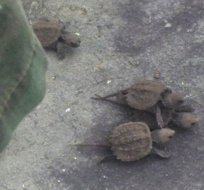 Tiny turtles