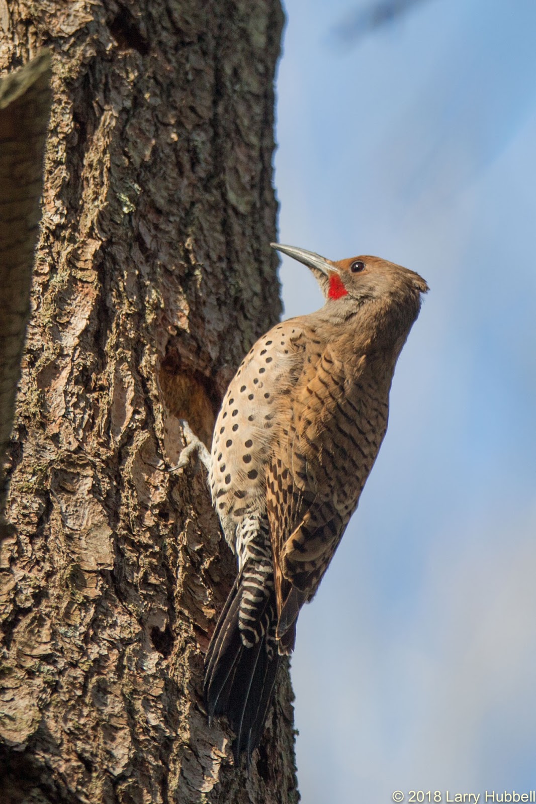 Laurelhurst Blog: All About Flickers